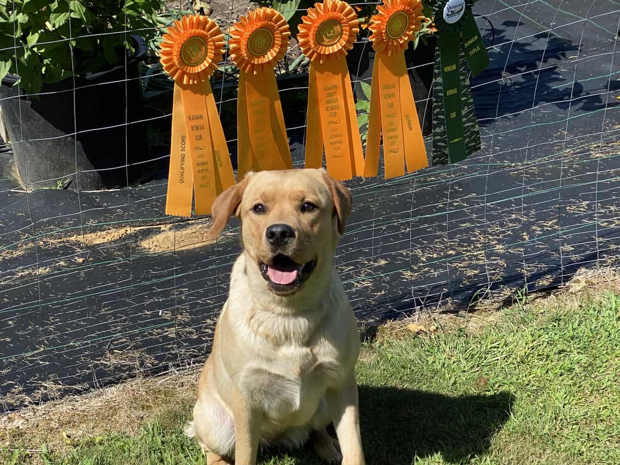 Should I compete my retriever in hunt tests? - Otter Tail Kennels