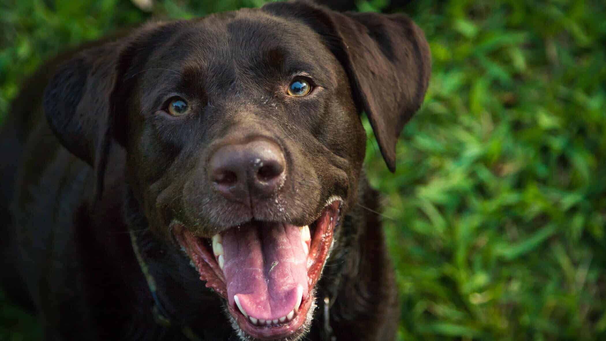 Important commands for your retriever - Otter Tail Kennels