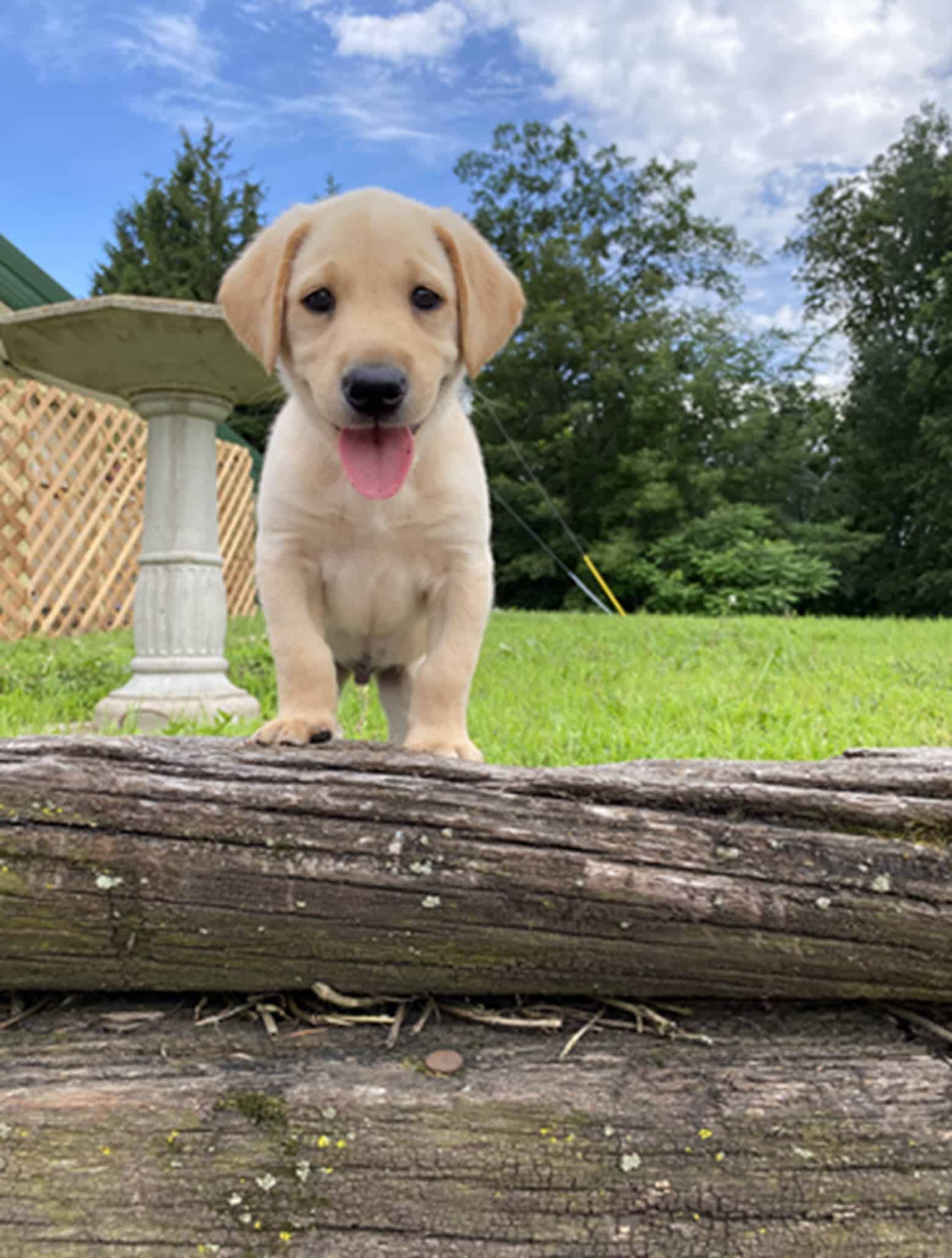 Raising a Lab puppy to be a duck or gun dog - Otter Tail Kennels