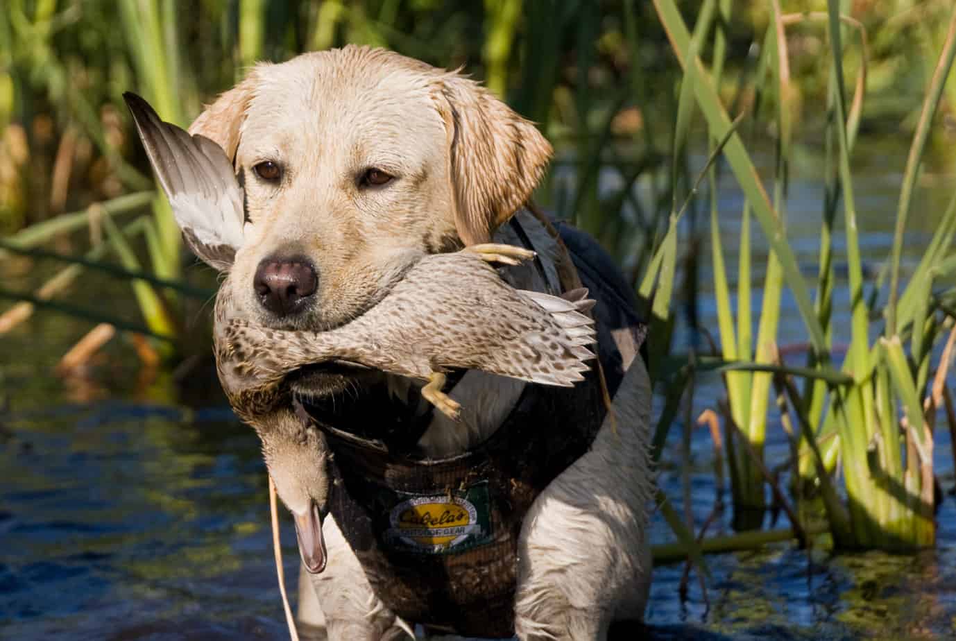 How to choose a professional hunting dog trainer - Otter Tail Kennels