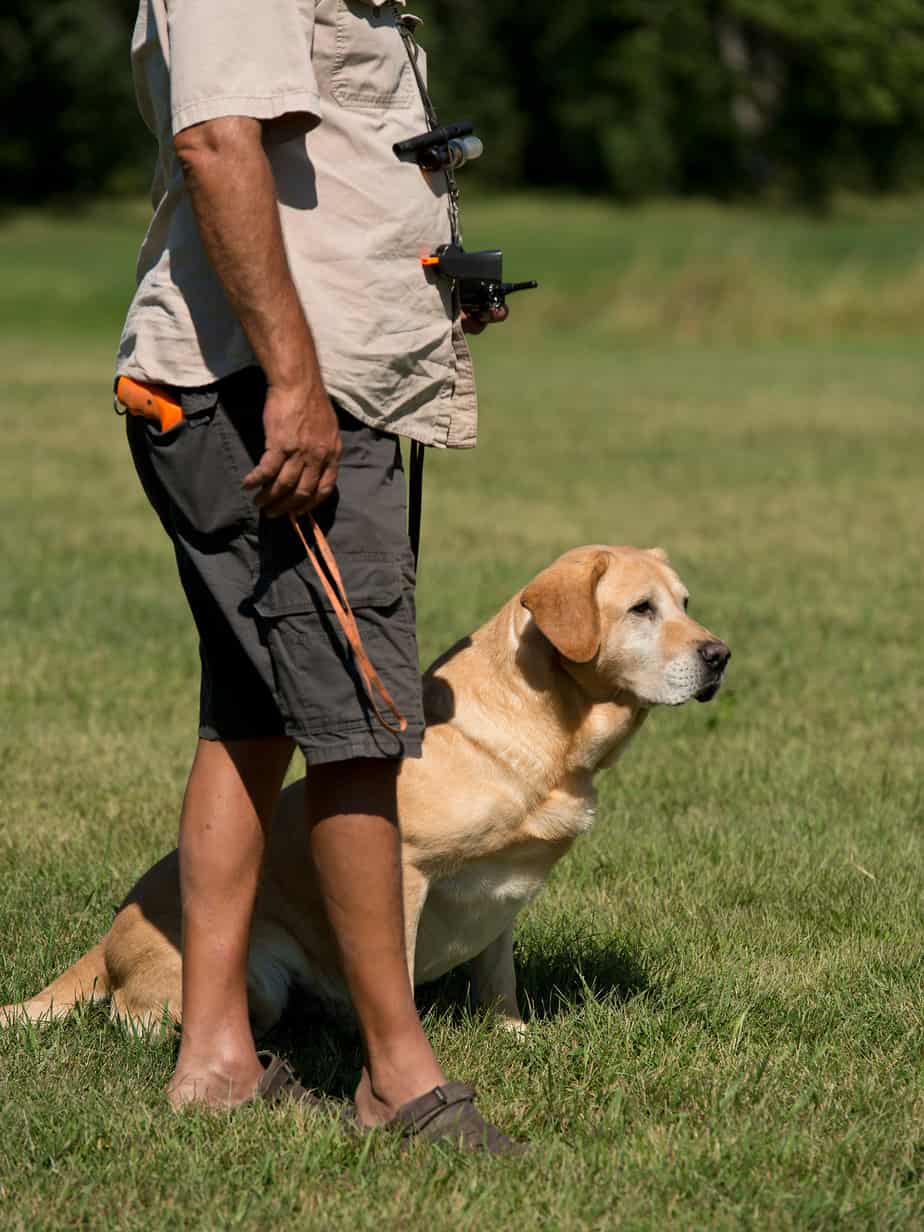 How to choose a professional hunting dog trainer - Otter Tail Kennels