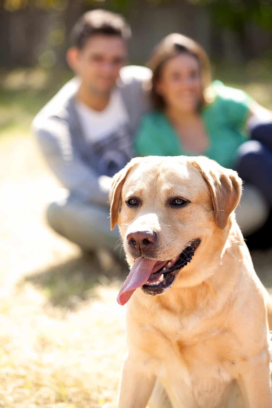 How to stop my Lab from jumping on me - Otter Tail Kennels