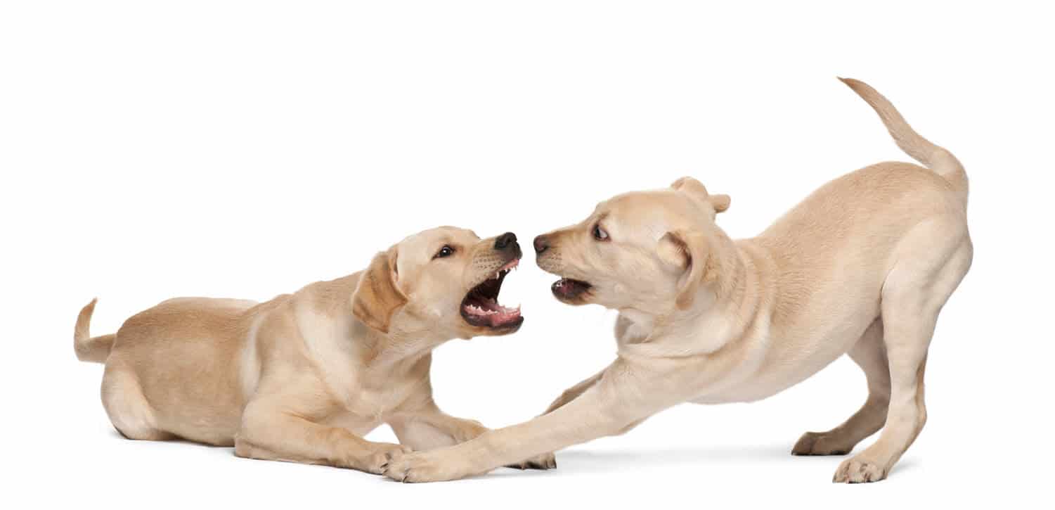 Why is my retriever puppy so hyper and aggressive? - Otter Tail Kennels