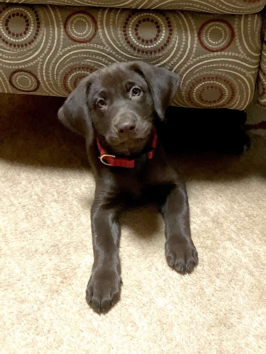 What should I do first week with new Labrador puppy?