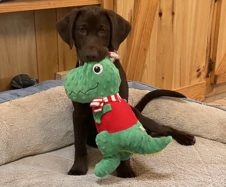 Training your 12-week-old Labrador puppy? - Otter Tail Kennels