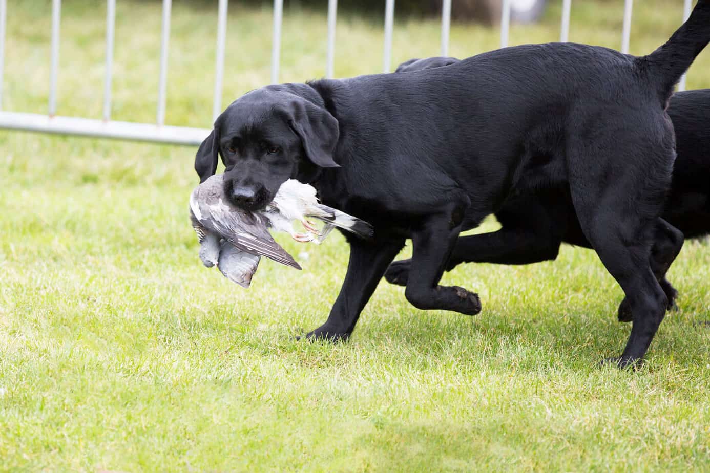 How to teach retrievers to quarter a field - Otter Tail Kennels