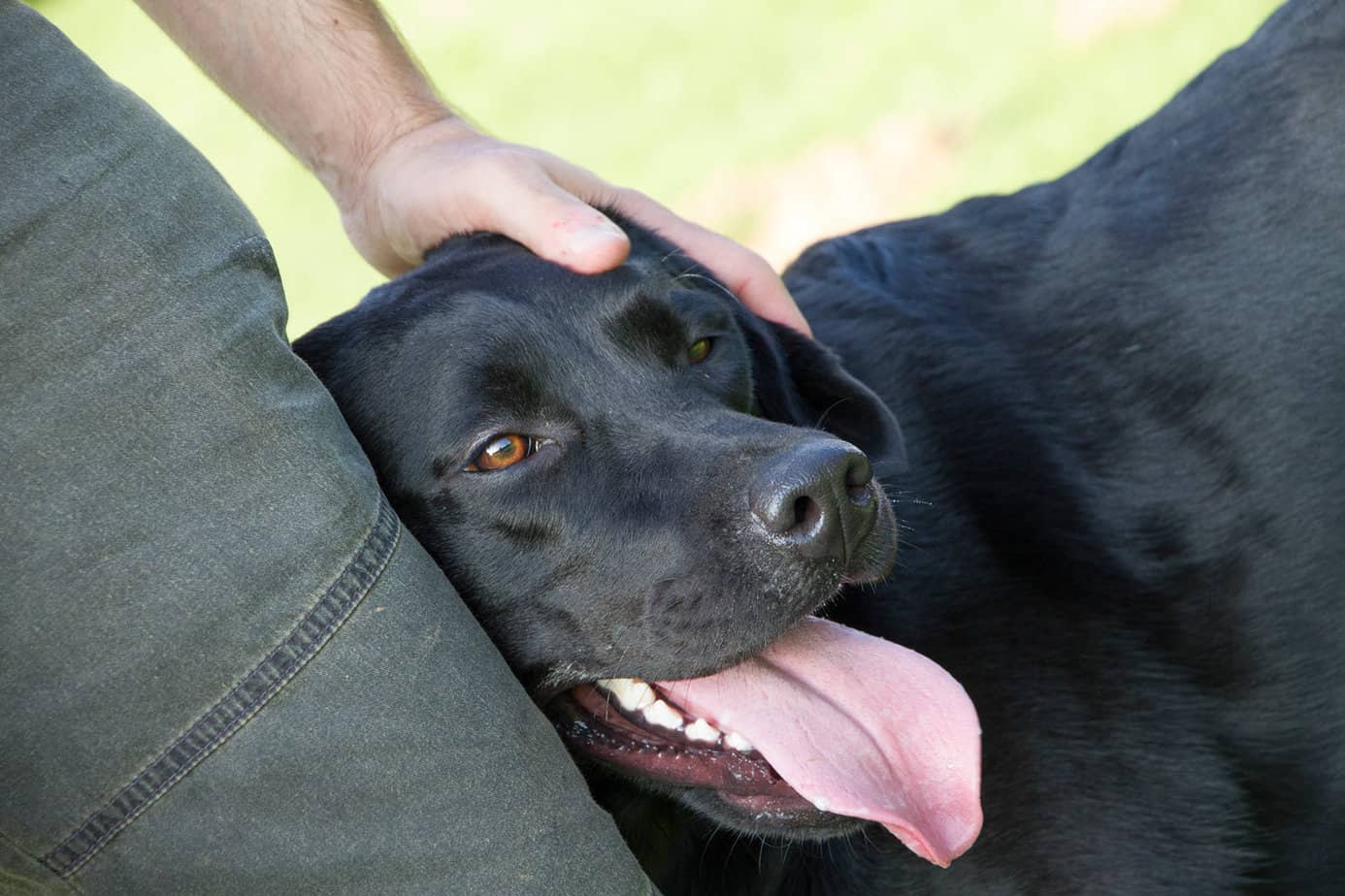 How do I fix a collar wise dog? - Otter Tail Kennels