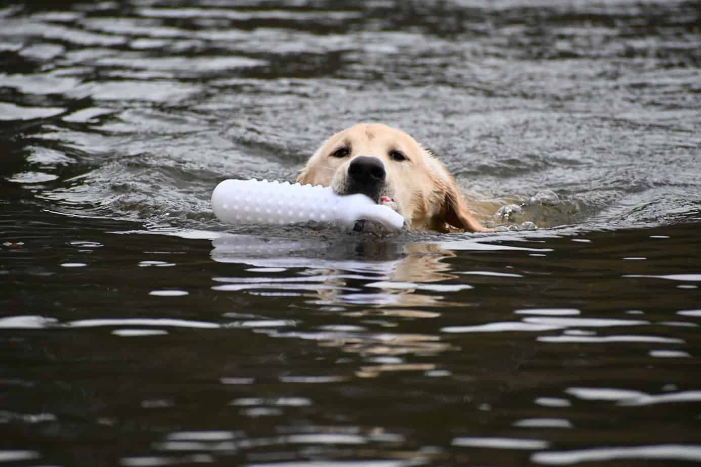 How to introduce your retriever puppy to water - Otter Tail Kennels